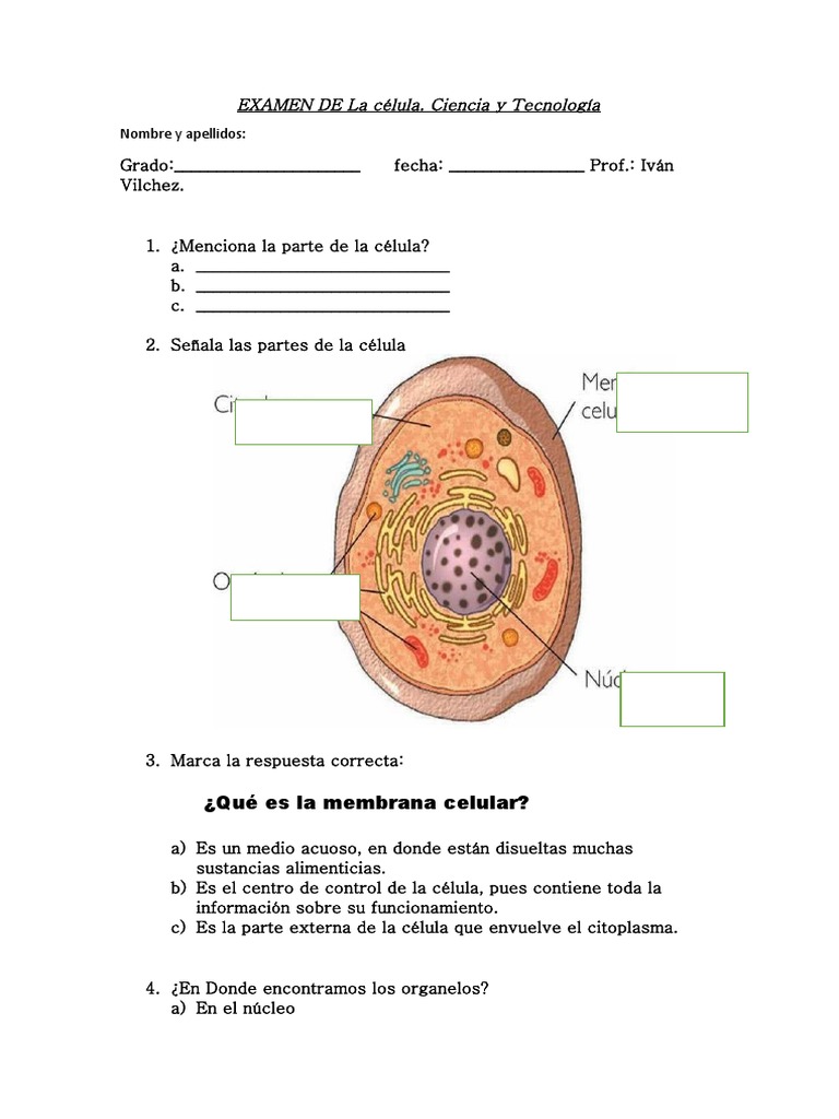 EXAMEN DE La Célula | PDF