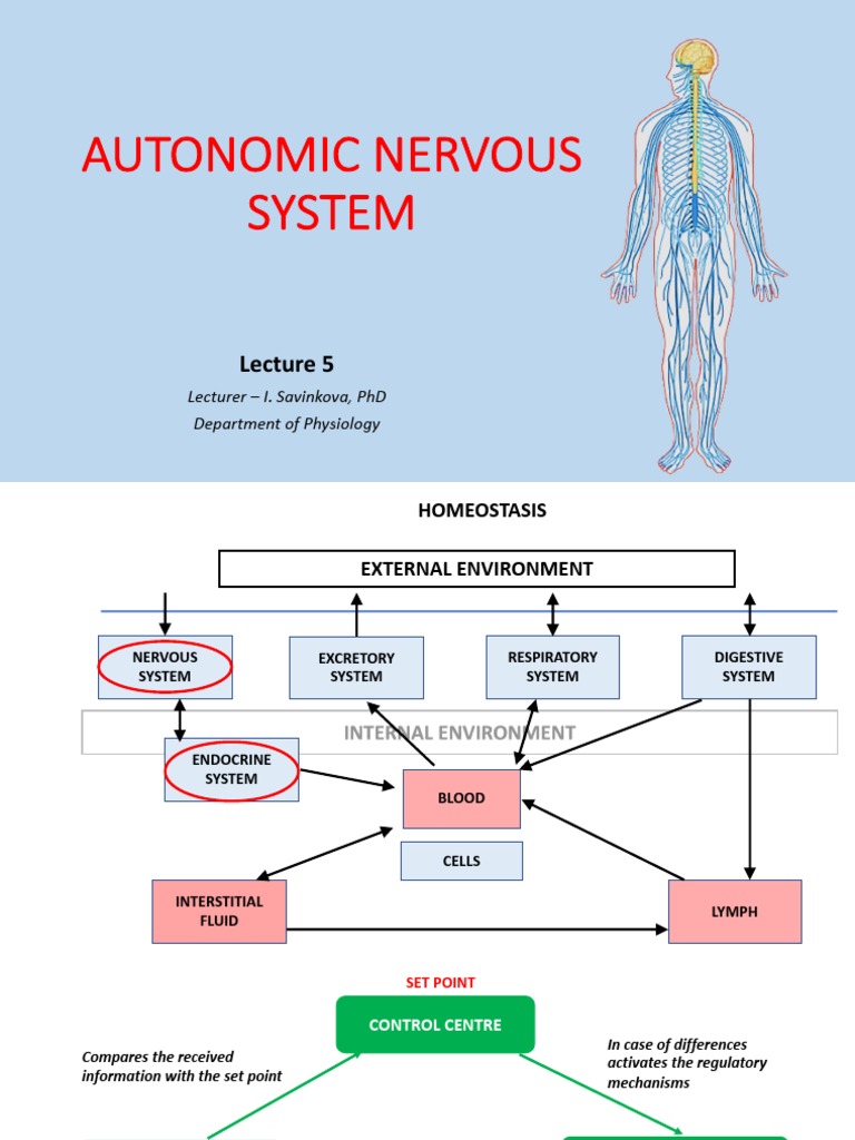 Autonomic Nervous System: Lecturer - I. Savinkova, PHD Department of ...