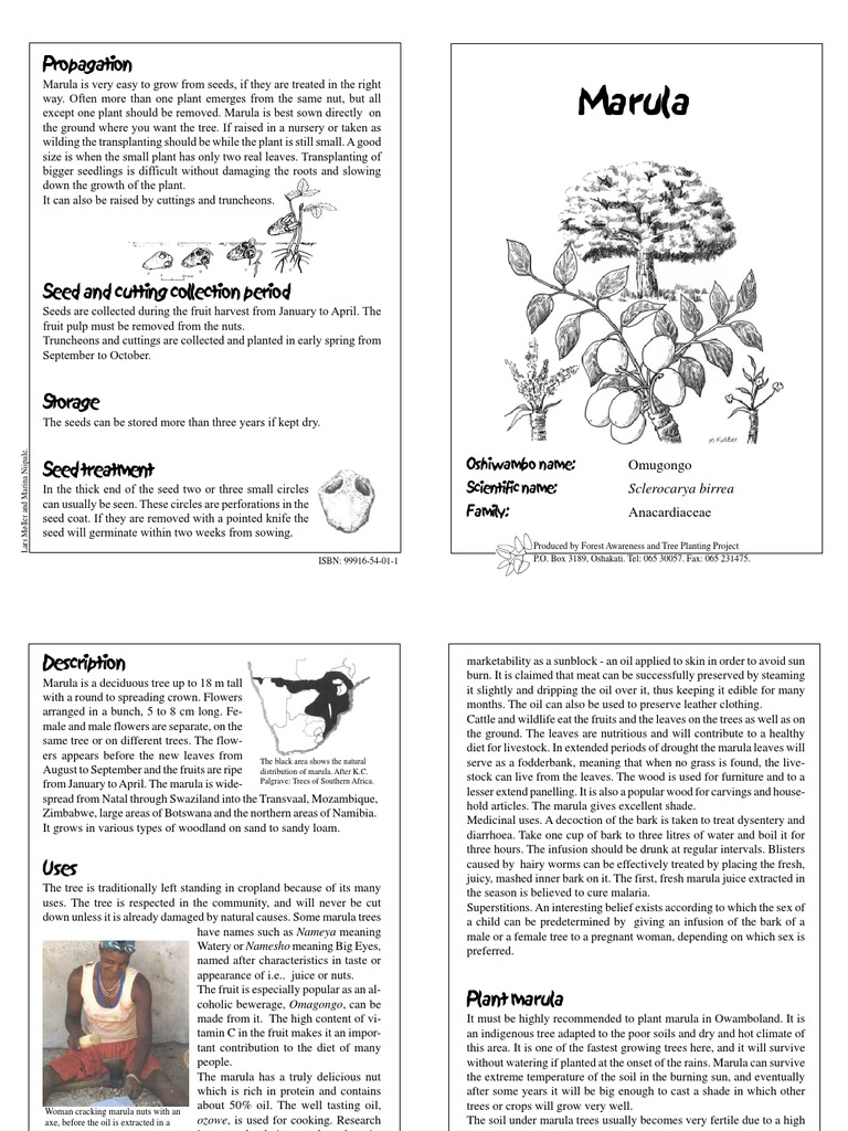 Growing Marula Trees from Seeds | PDF | Seed | Trees