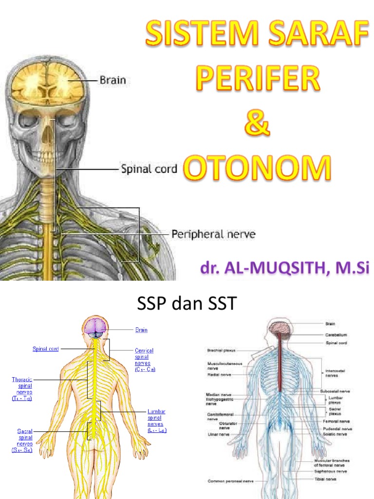 Sistem Saraf Perifer Dan Otonom | PDF