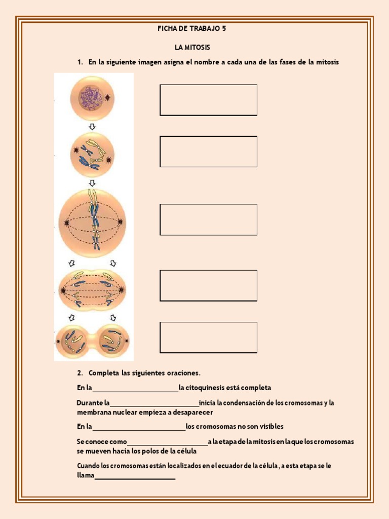 Hoja De Trabajo Sobre Mitosis Y Células Vivas