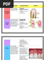 Proceso Alveolar | PDF | Hueso | Anatomía