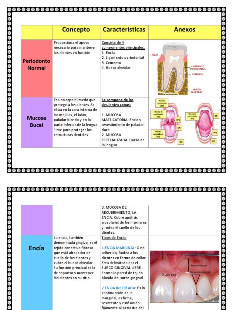 Cuadro Descriptivo de La Encia | PDF | Epitelio | Anatomía
