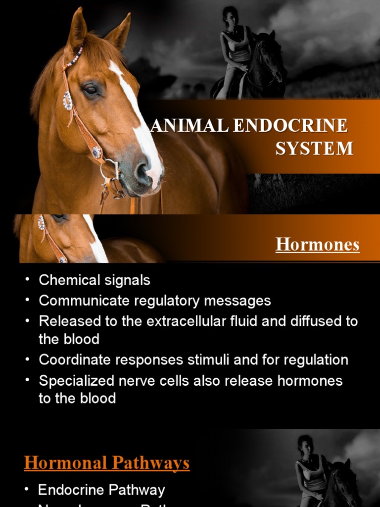 Animal Endocrine System | PDF | Hormone | Cell Signaling