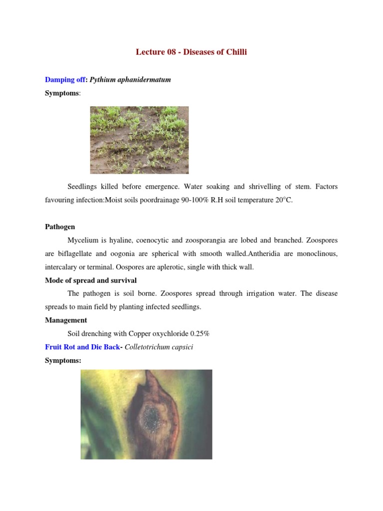 Disease of Chilli | PDF | Leaf | Branches Of Botany