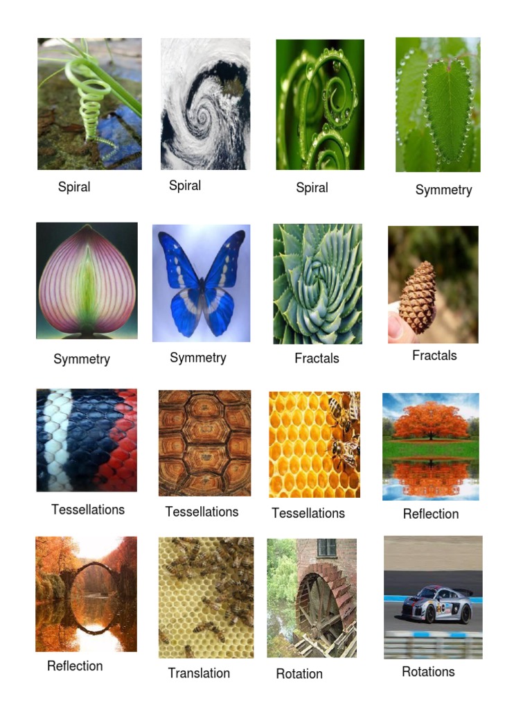 Patterns in Nature | PDF