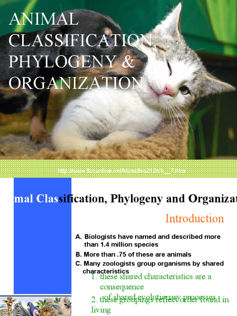 Animal Classification, Phylogeny & Organization | PDF | Taxonomy ...