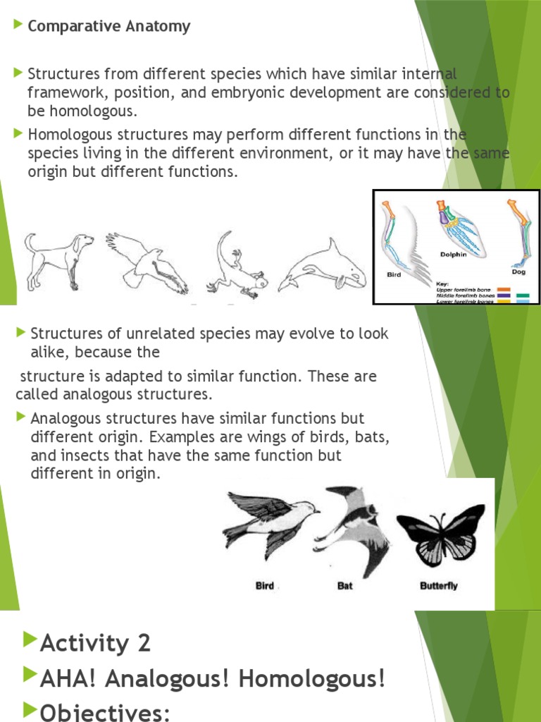 Comparative Anatomy | PDF