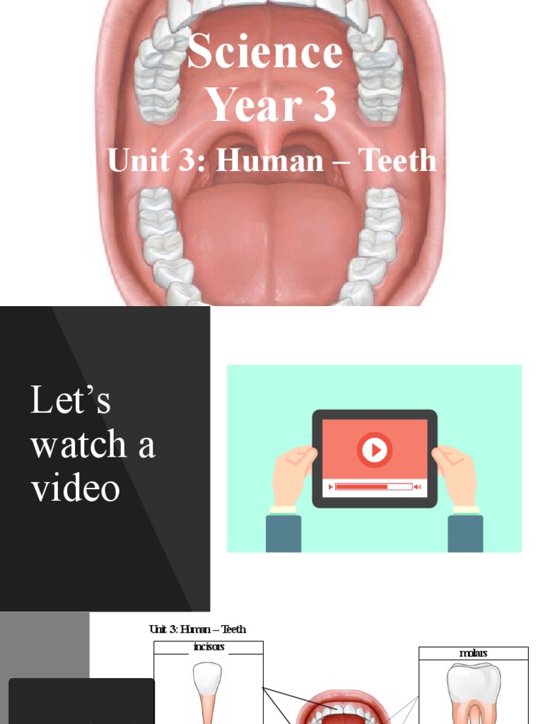 Year 3 Science: Understanding Teeth | PDF