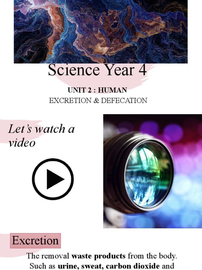 Science Year 4 Excretion and Defecation | PDF