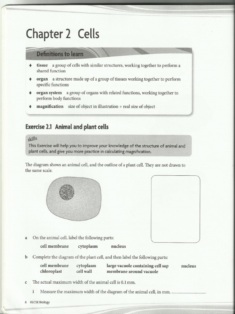 Cells Worksheet | PDF
