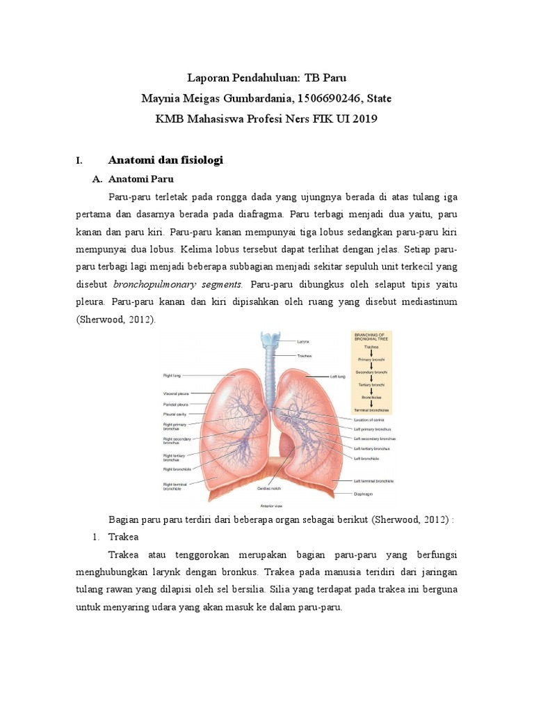 Anatomi dan Fisiologi TB Paru | PDF | Kesehatan Holistik | Sains ...