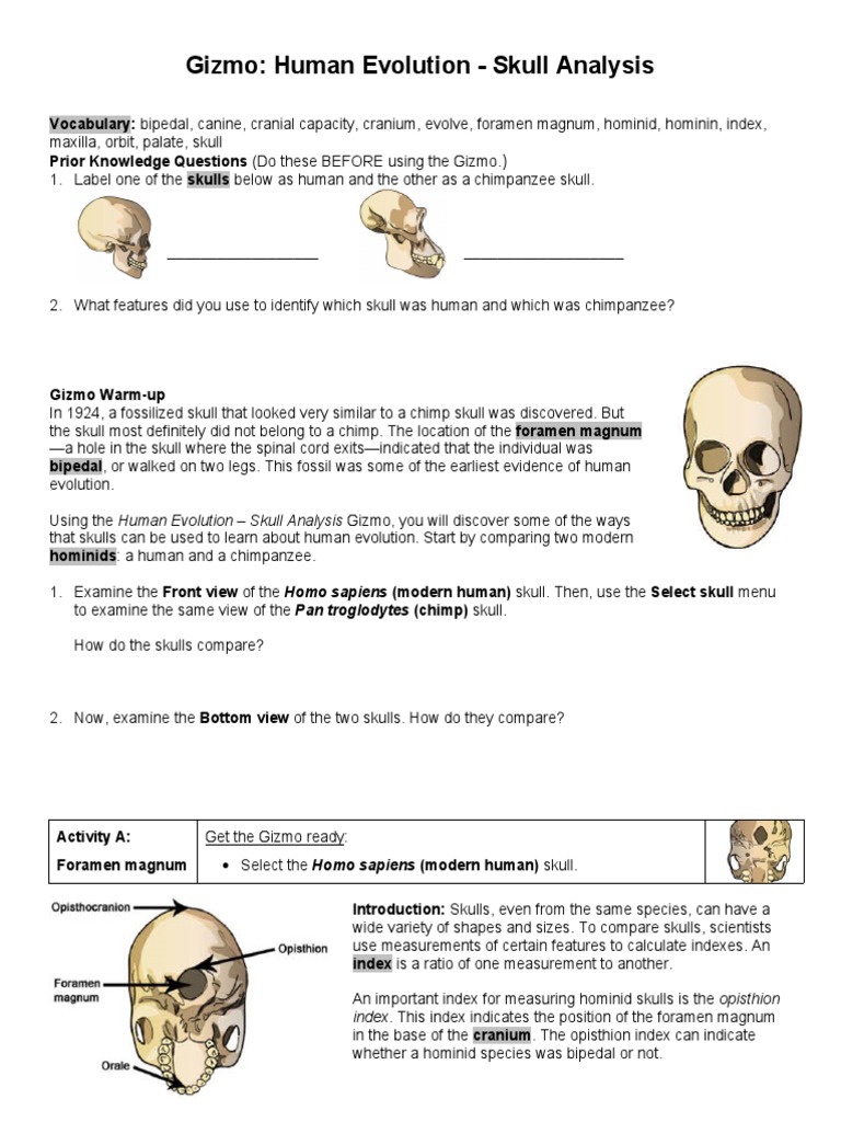 Gizmo HumanEvolution Skulls 1 | PDF | Homo | Human Evolution