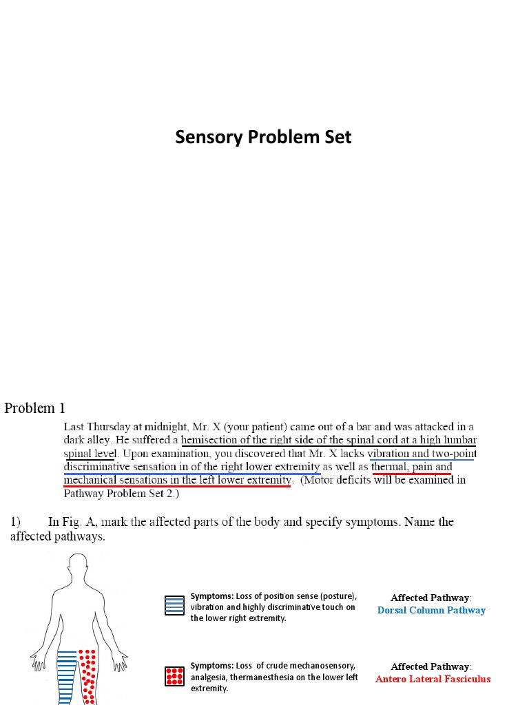 Sensory Problem Set | PDF | Neuroanatomy | Neuroscience
