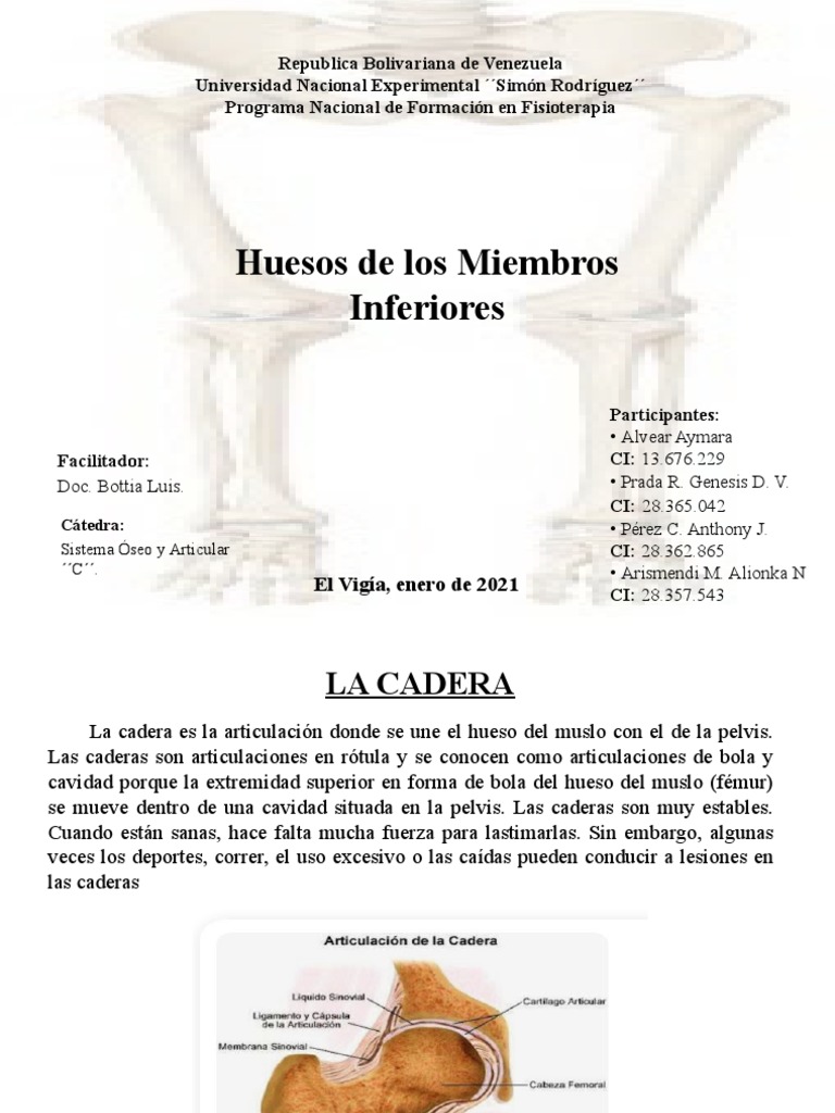 Hueso de Los Miembros Inferiores | PDF | Pie | Sistema esquelético