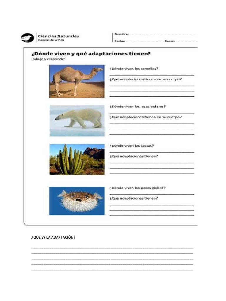 Que Es La Adaptación | PDF