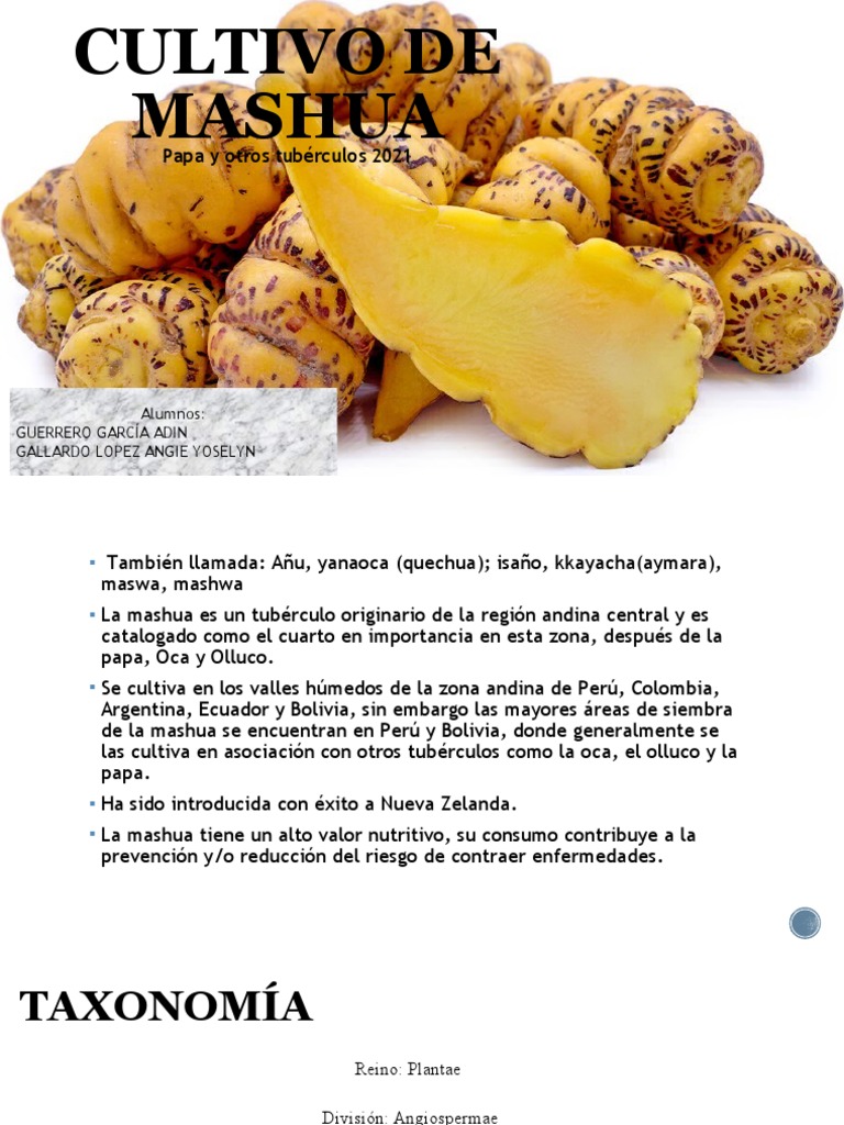 Cultivo y características de la mashua | PDF | Plantas | Agricultura