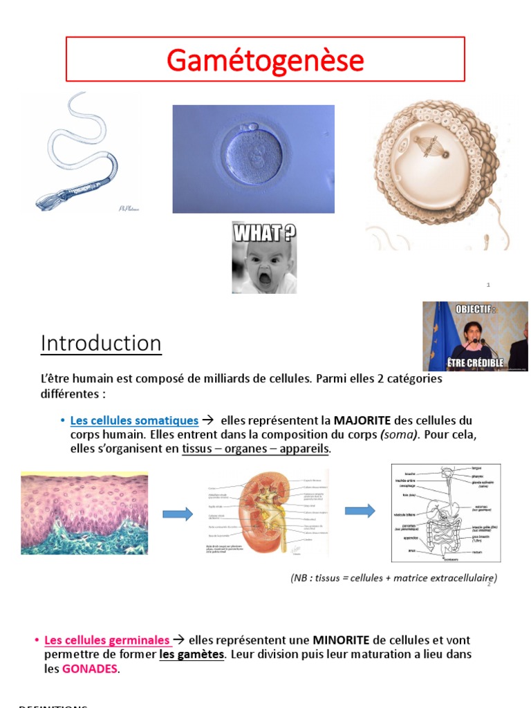 01-Gamétogenèse 2 | PDF | Cycle menstruel | Méiose