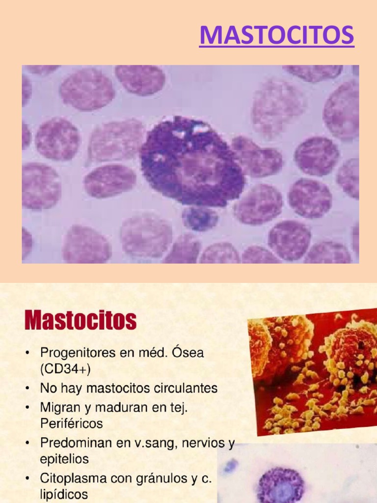 Mastocitos | PDF
