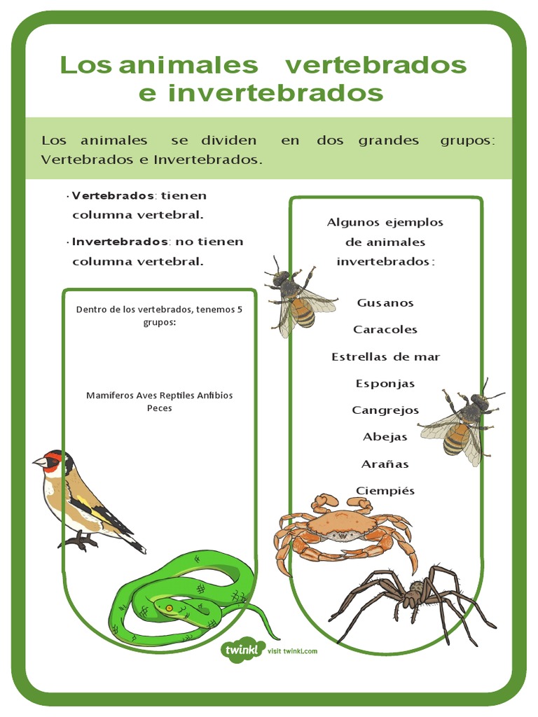 Vertebrados e Invertebrados: Definición y Ejemplos | PDF