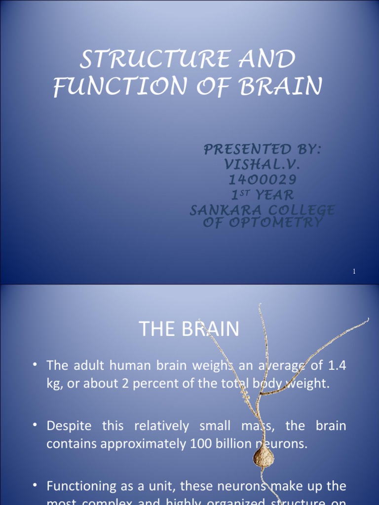 Brain Function | PDF | Cerebrospinal Fluid | Brainstem