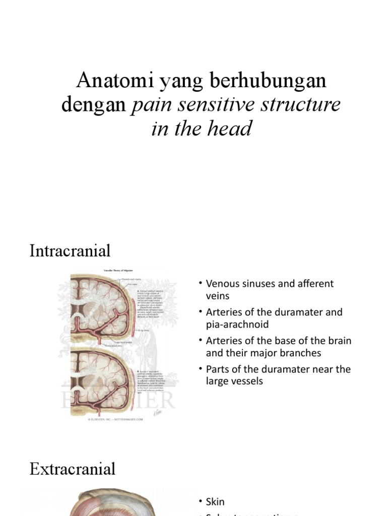 Anatomi Yang Berhubungan Dengan Pain Sensitive Structure in The Head | PDF
