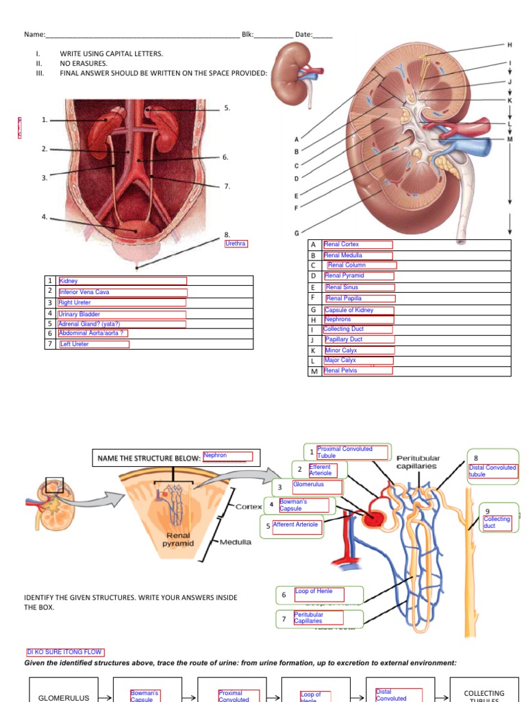 Kidney Structure and Function Worksheet | PDF | Kidney | Animal Anatomy