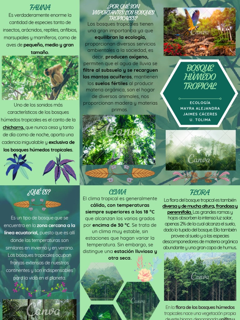 Folleto Bosque Húmedo Tropical | PDF | Zona tropical | Selva
