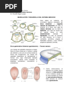 Desarrollo Embrionario III Neurulación | PDF | Anatomía | Biología del ...
