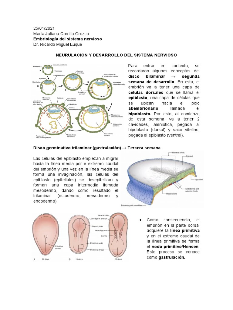 Embriología Del Sistema Nervioso | PDF | Sistema nervioso central ...