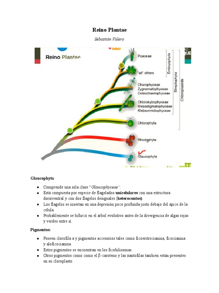 Apuntes Glaucophyta | PDF | Biología Molecular | Biología