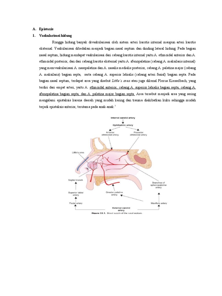 Plexus Woodruff dan Epistaksis Hidung | PDF | Kesehatan Holistik ...