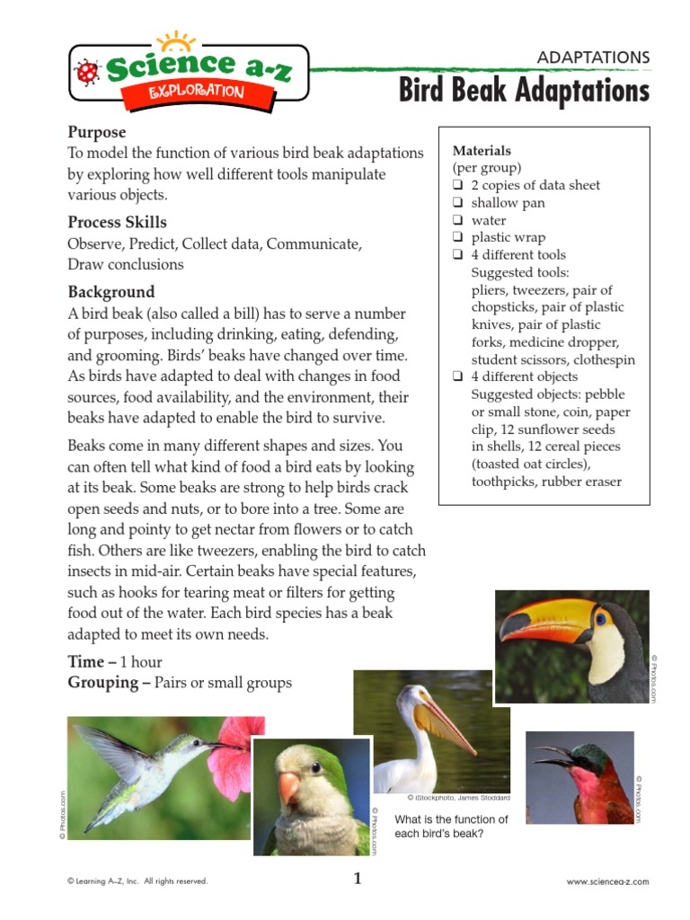 Bird Beak Adaptations: Purpose | PDF | Beak | Birds