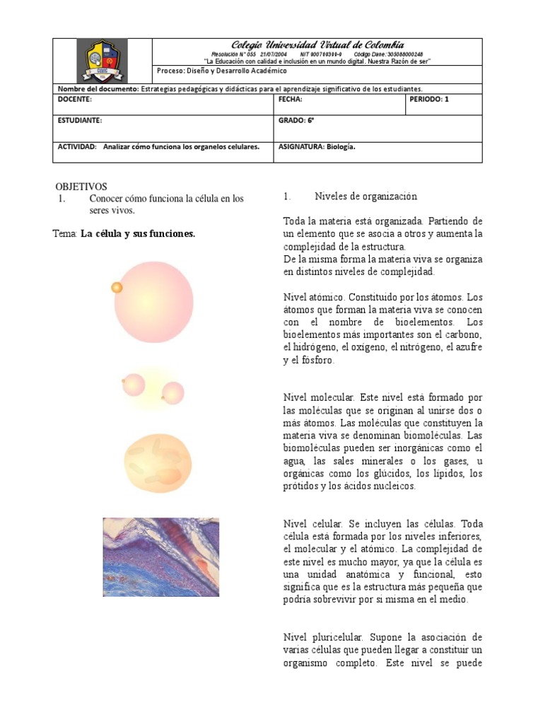 Taller de Refuerzo Grado 6° Sobre La Célula y Sus Funciones 2020 PDF ...