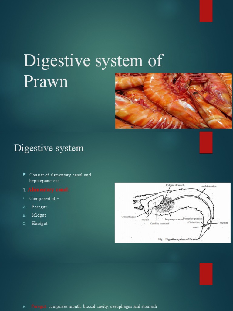 Crustacean Digestive System