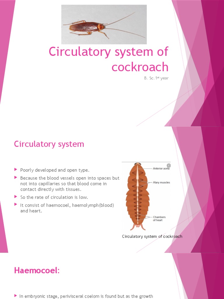 Circulatory System of Cockroach | PDF | Circulatory System | Heart