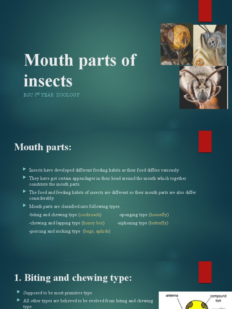 Mouth Parts of Insects | PDF | Mouth | Hexapoda