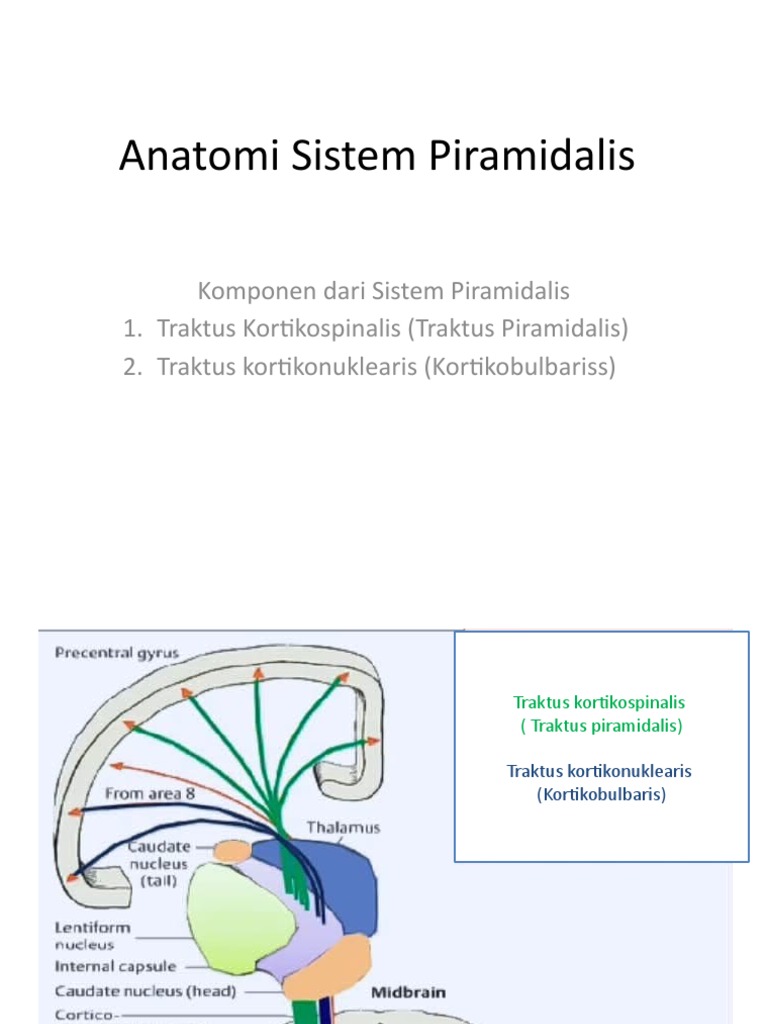 Anatomi Sistem Piramidalis | PDF | Sains & Matematika
