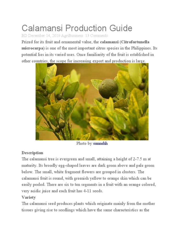 Calamansi Production Guide: Grow this Acidic Citrus Fruit | PDF ...