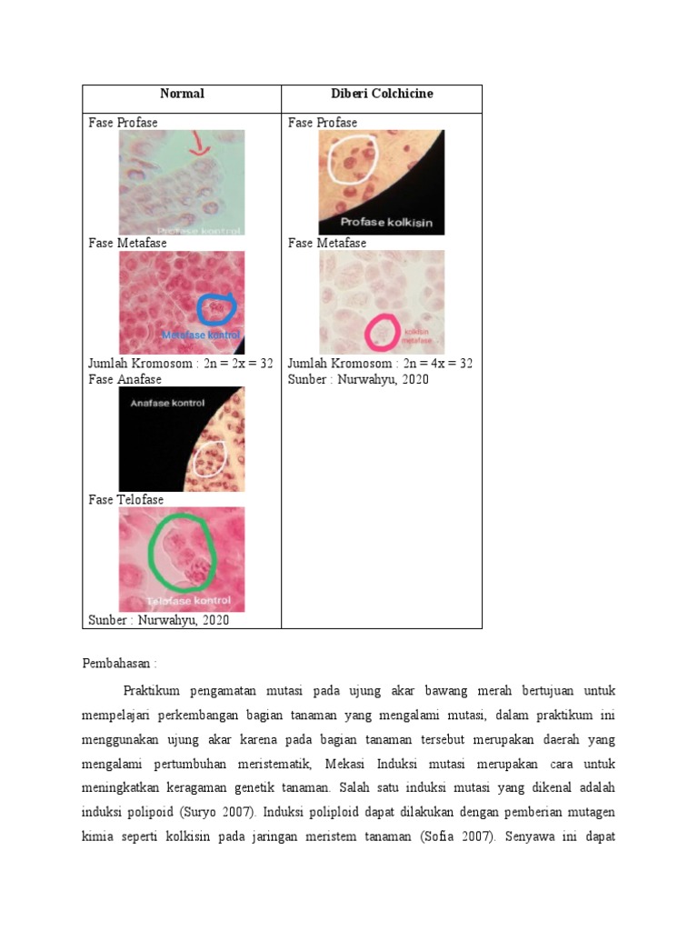 Mitosis dan Poliploidi Akar Bawang Merah | PDF