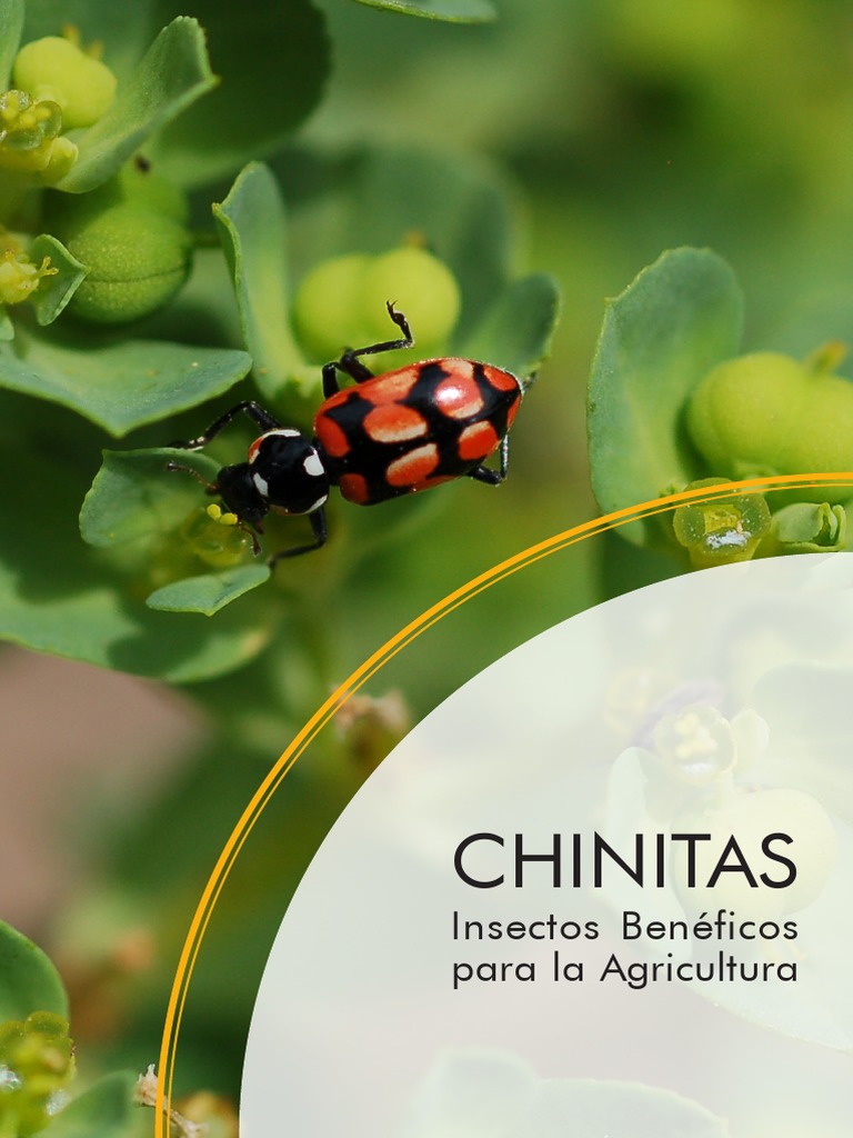 Chinitas: Insectos Beneficiosos en Chile | PDF | Coccinellidae | Hexapoda