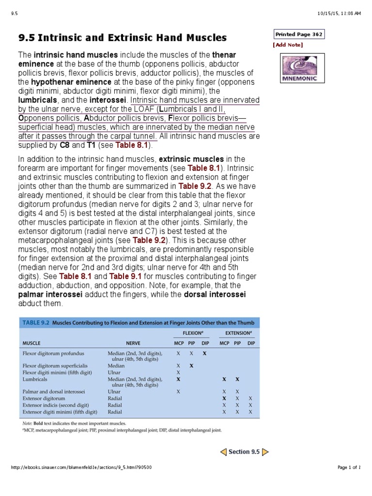 Intrinsic And Extrinsic Muscles Of The Hand