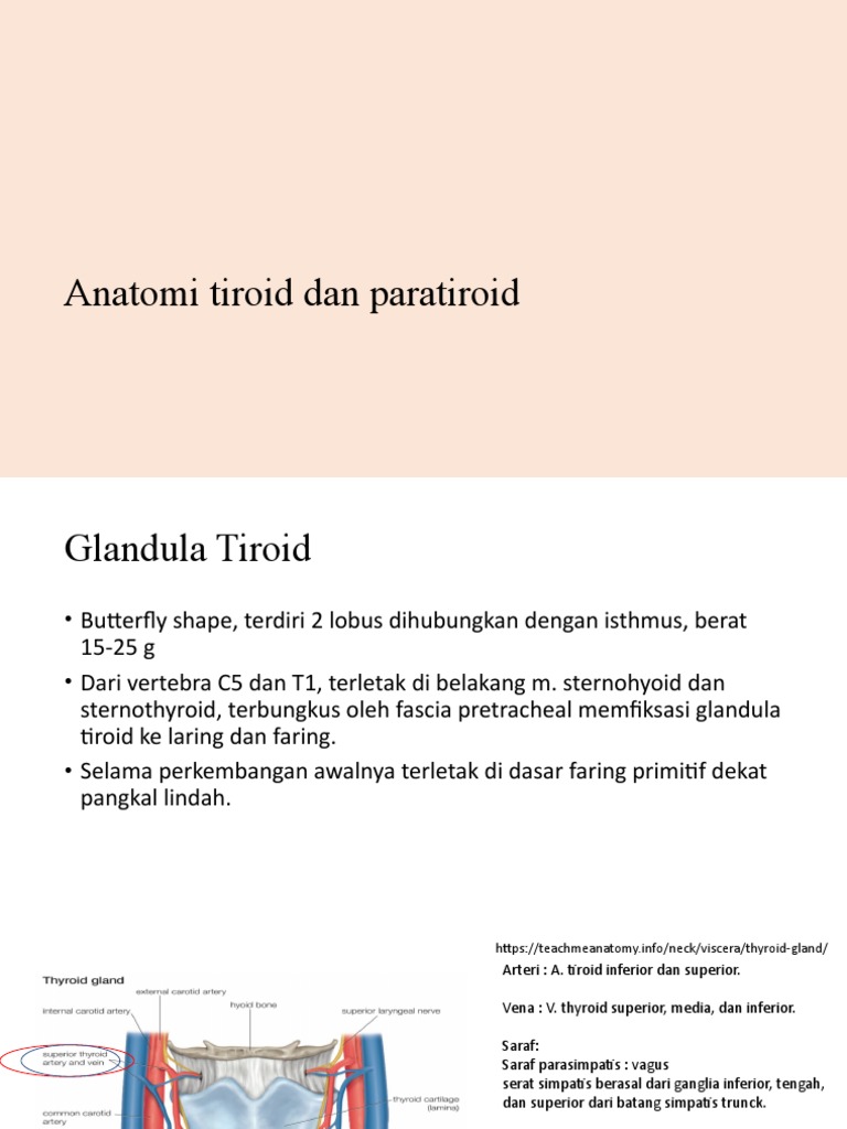 Anatomi Tiroid Dan Paratiroid | PDF
