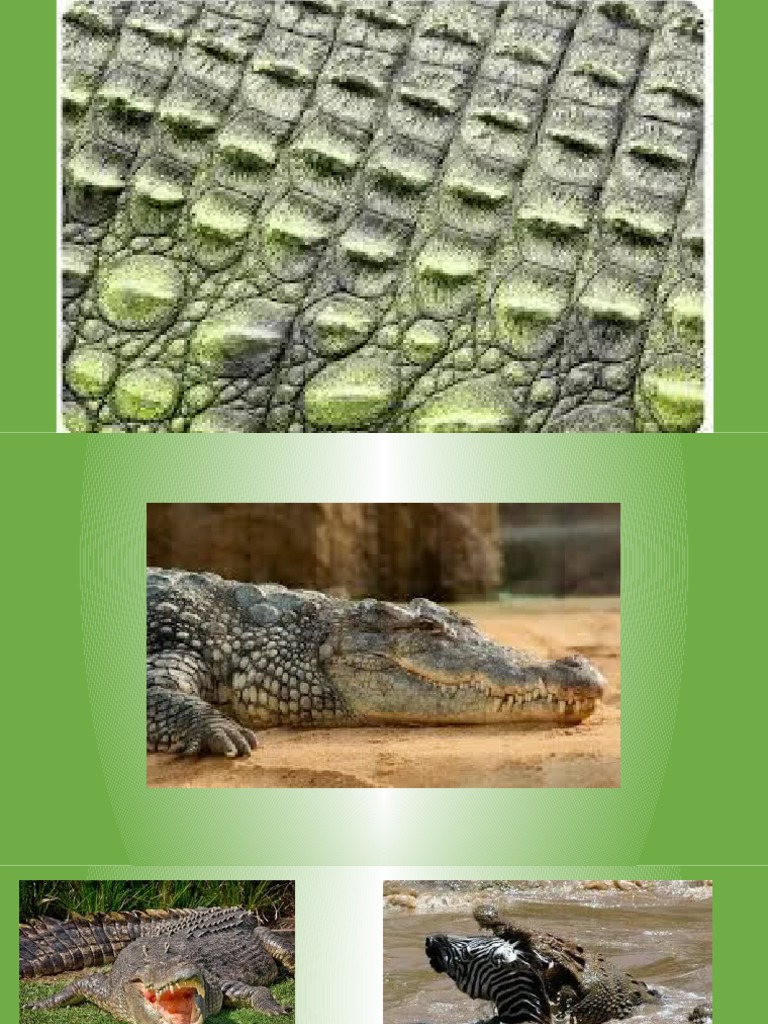 Cuento Cocodrilos Copiones | PDF