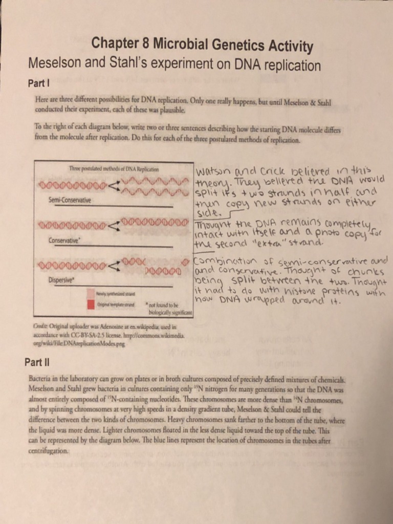 Meselson and Stahls Experiment | PDF