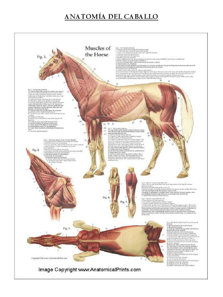 ANATOMÍA DEL CABALLO, Dibujo e Historia (Autoguardado) | PDF | Ciencias sociales