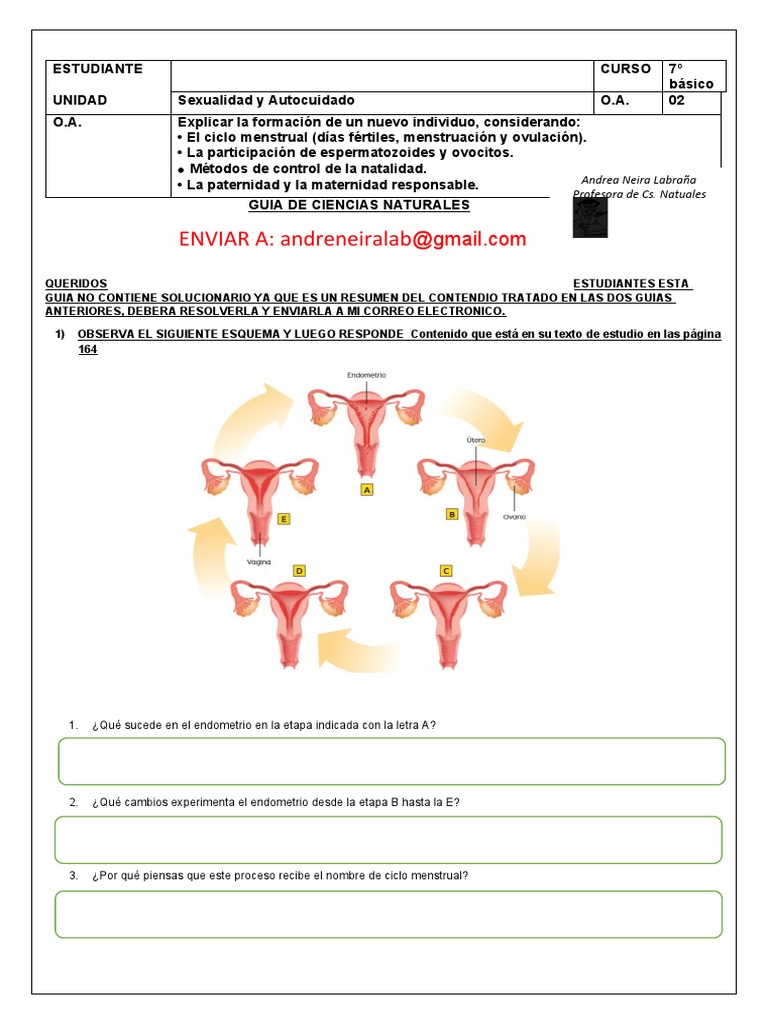 GUIA EVALUADA 7 Básico Sexualidad y Autocuidado | PDF | Ciclo menstrual | Ginecología