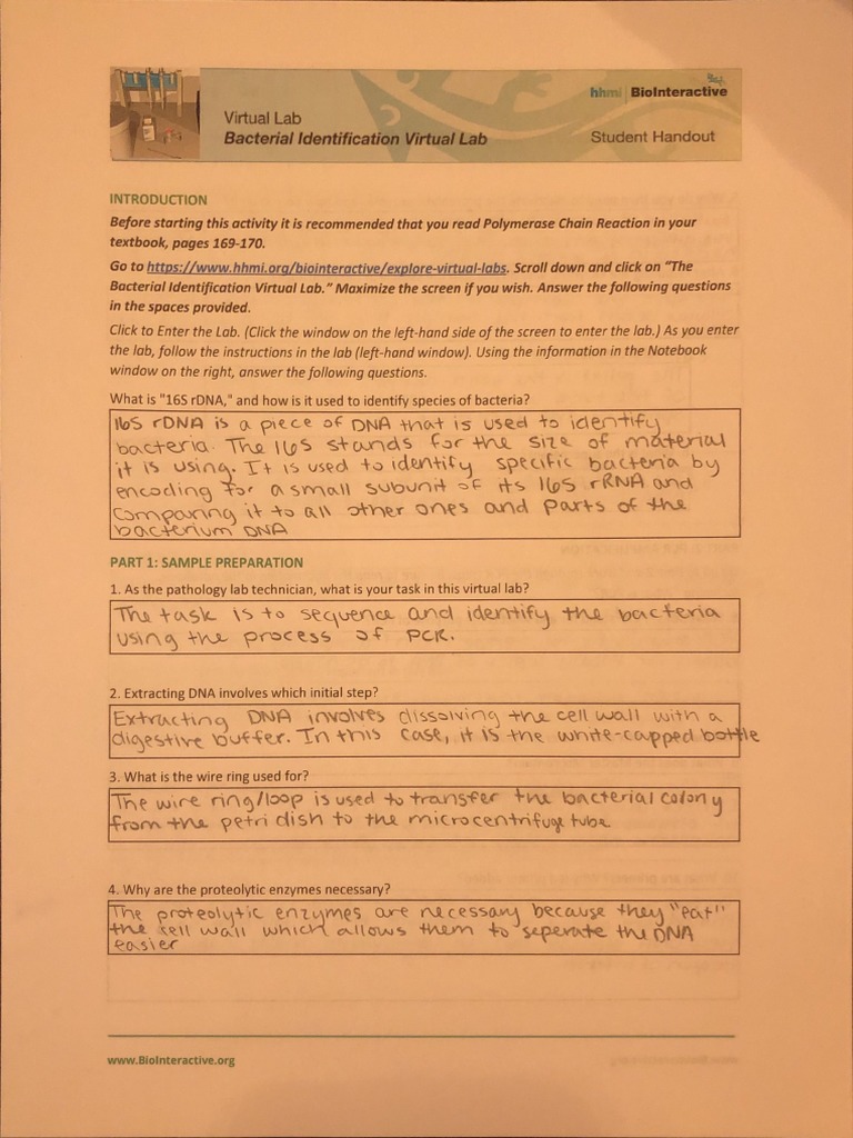 PCR Virtual Lab | PDF