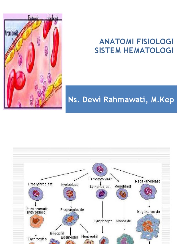 Anfis Sistem Hematologi | PDF
