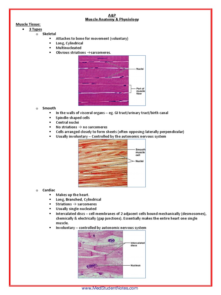 Muscle A&P: Structure, Types, Sensory Feedback & Contraction | PDF ...